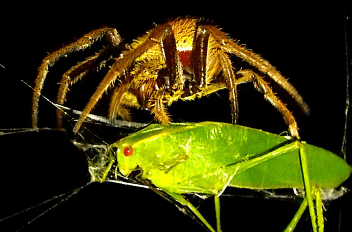 Lesson 2 Spare that spider 不要伤害蜘蛛 《新概念英语第四册》夸克英语笔记